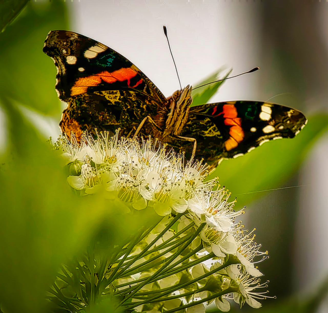 The Butterfly Garden will flutter back May 25 at the Zoo | Westside Seattle